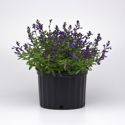 Salvia Greggi Mirage Blue Autumn Sage | SiteOne