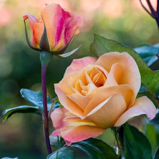 Rosa Grandiflora Strike it Rich Rose | SiteOne