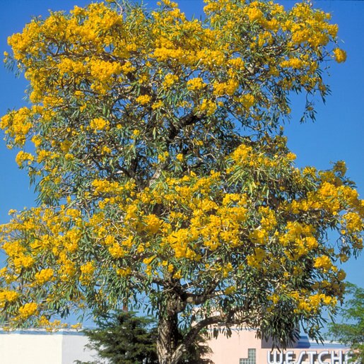 Tabebuia Caraiba Trumpet Tree | SiteOne