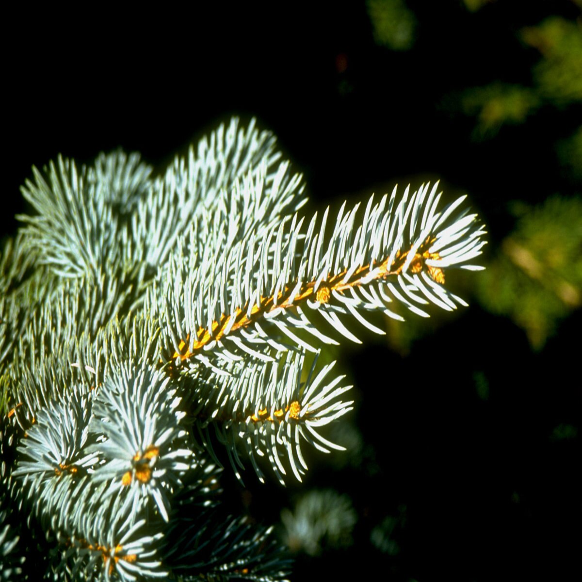 Picea Pungens Hoopsii Colorado Spruce | SiteOne