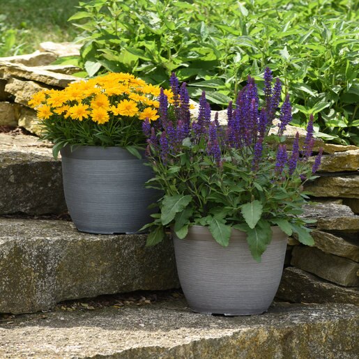 Coreopsis Grandiflora Double the Sun Tickseed | SiteOne