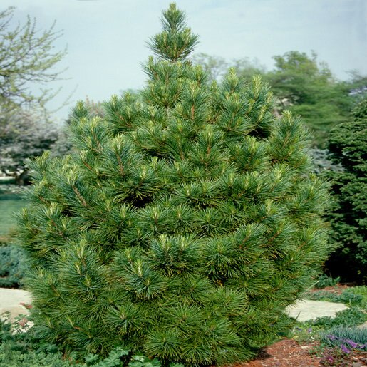 Pinus Cembra Glauca Nana Dwarf Blue Swiss Stone Pine | SiteOne