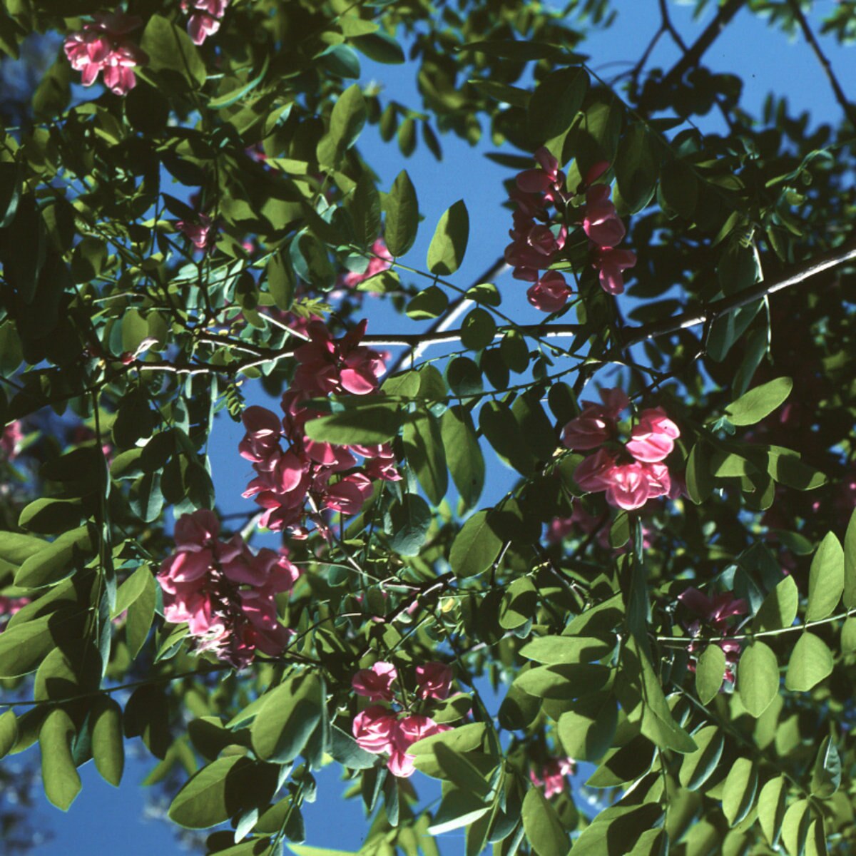 Robinia X Ambiqua Idahoensis Locust | SiteOne
