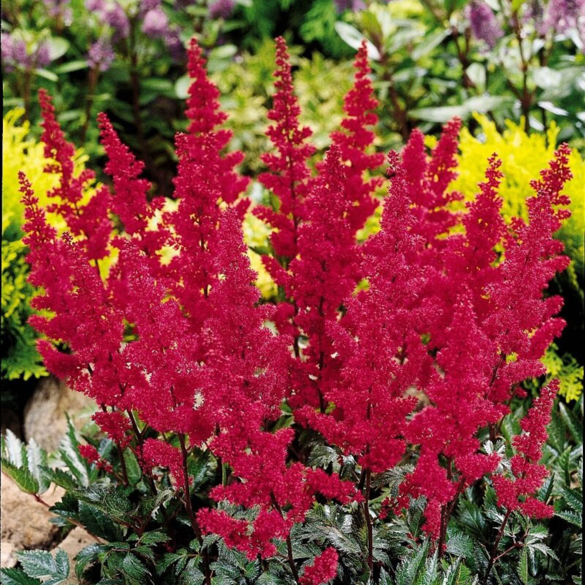 Astilbe Japonica Montgomery Astilbe | SiteOne