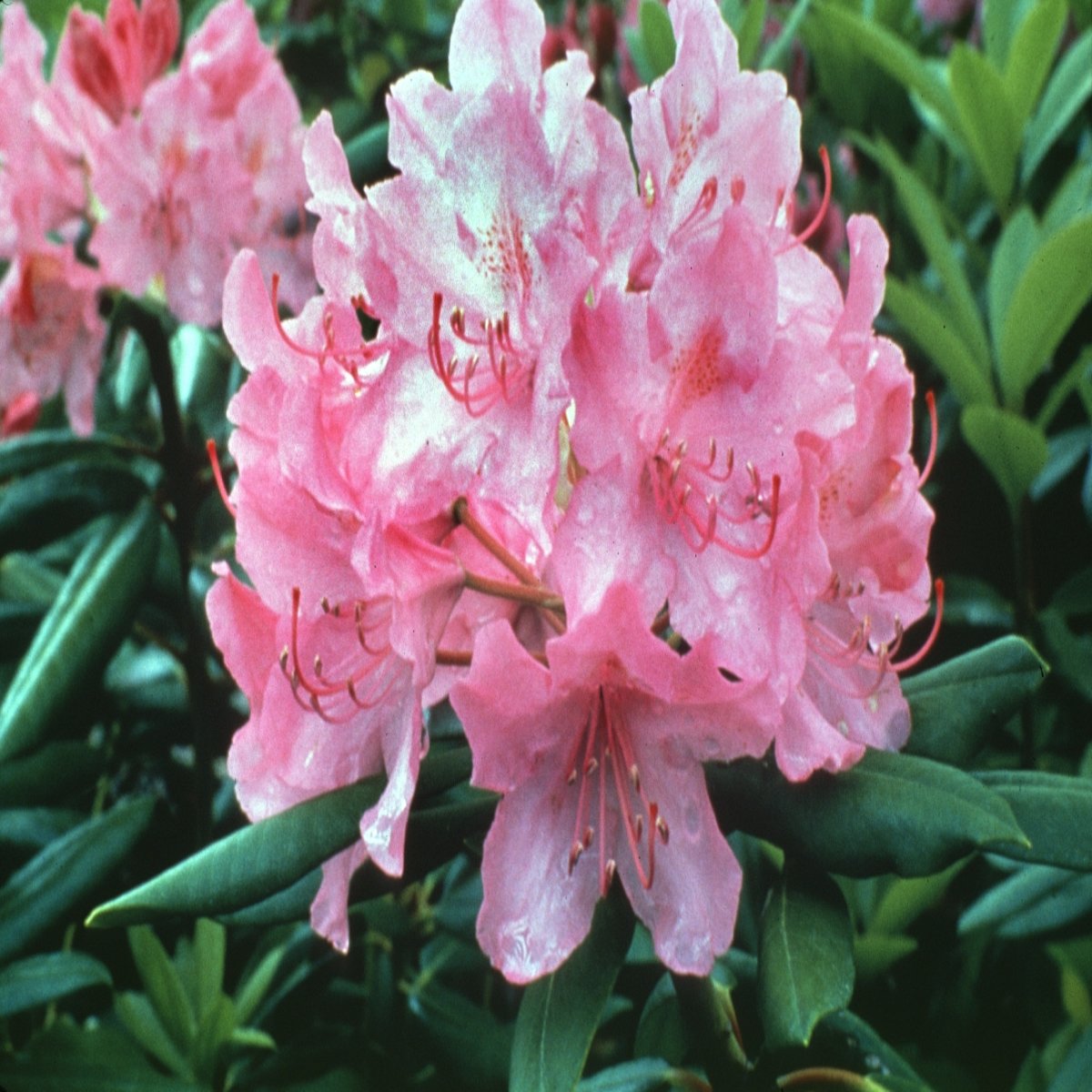 Rhododendron X English Roseum Rhododendron | SiteOne