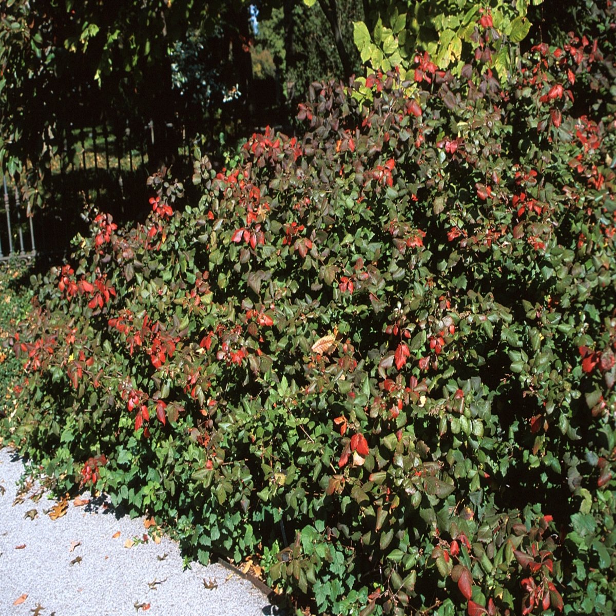 Rhus Aromatica Fragrant Sumac | SiteOne