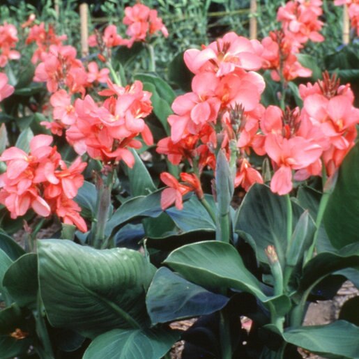 Canna X Generalis Tropical Rose Canna Lily | SiteOne