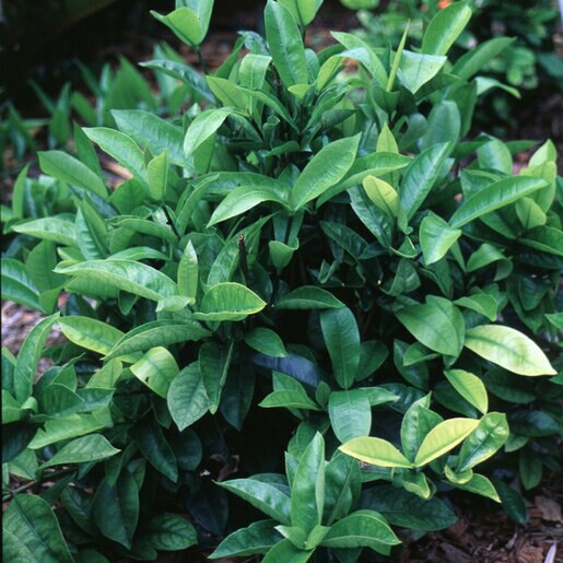 Ixora Coccinea Nora Grant Jungle Geranium | SiteOne