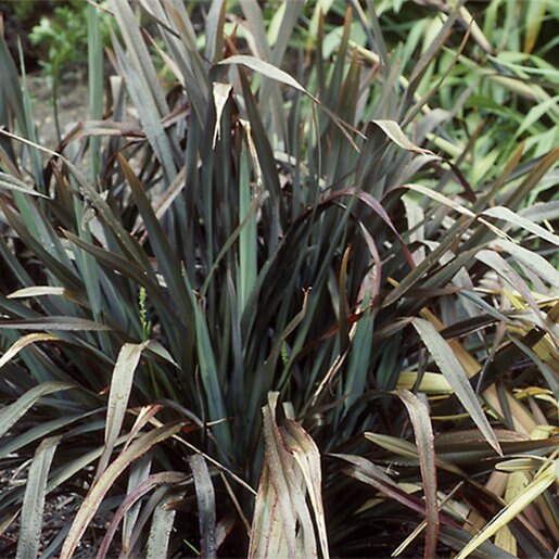 Phormium X Platts Black New Zealand Flax | SiteOne