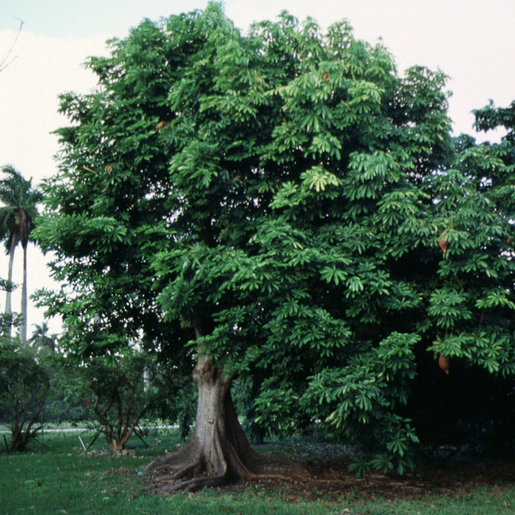 Pachira Aquatica Guiana Chestnut Money Tree | SiteOne