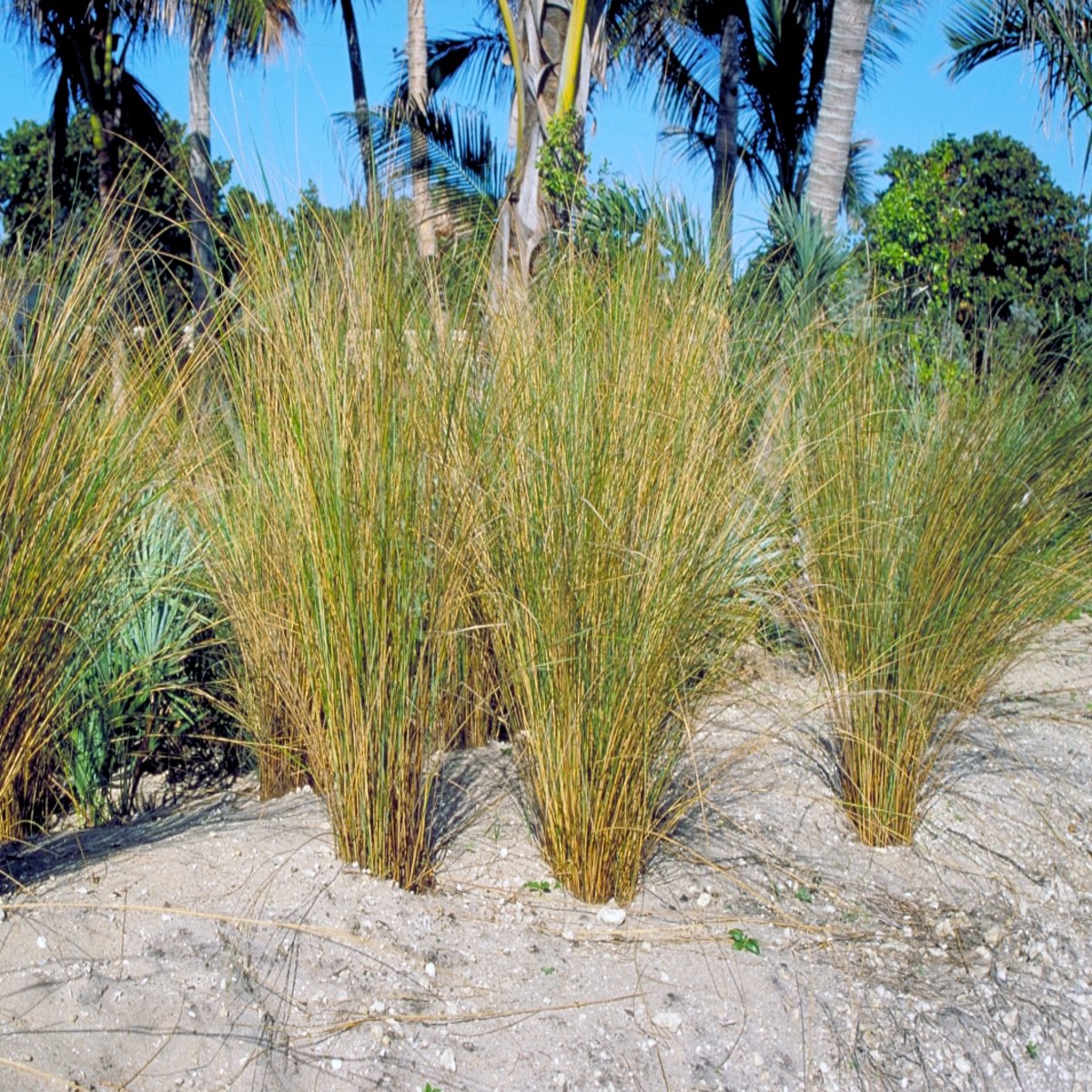 Spartina Bakeri Sand Cord Grass | SiteOne