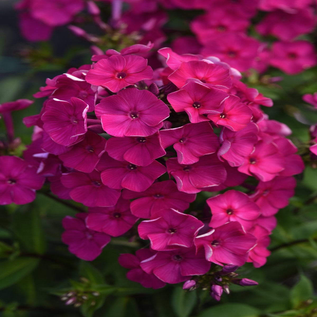 Phlox Paniculata Super Ka-Pow Fuchsia Phlox | SiteOne