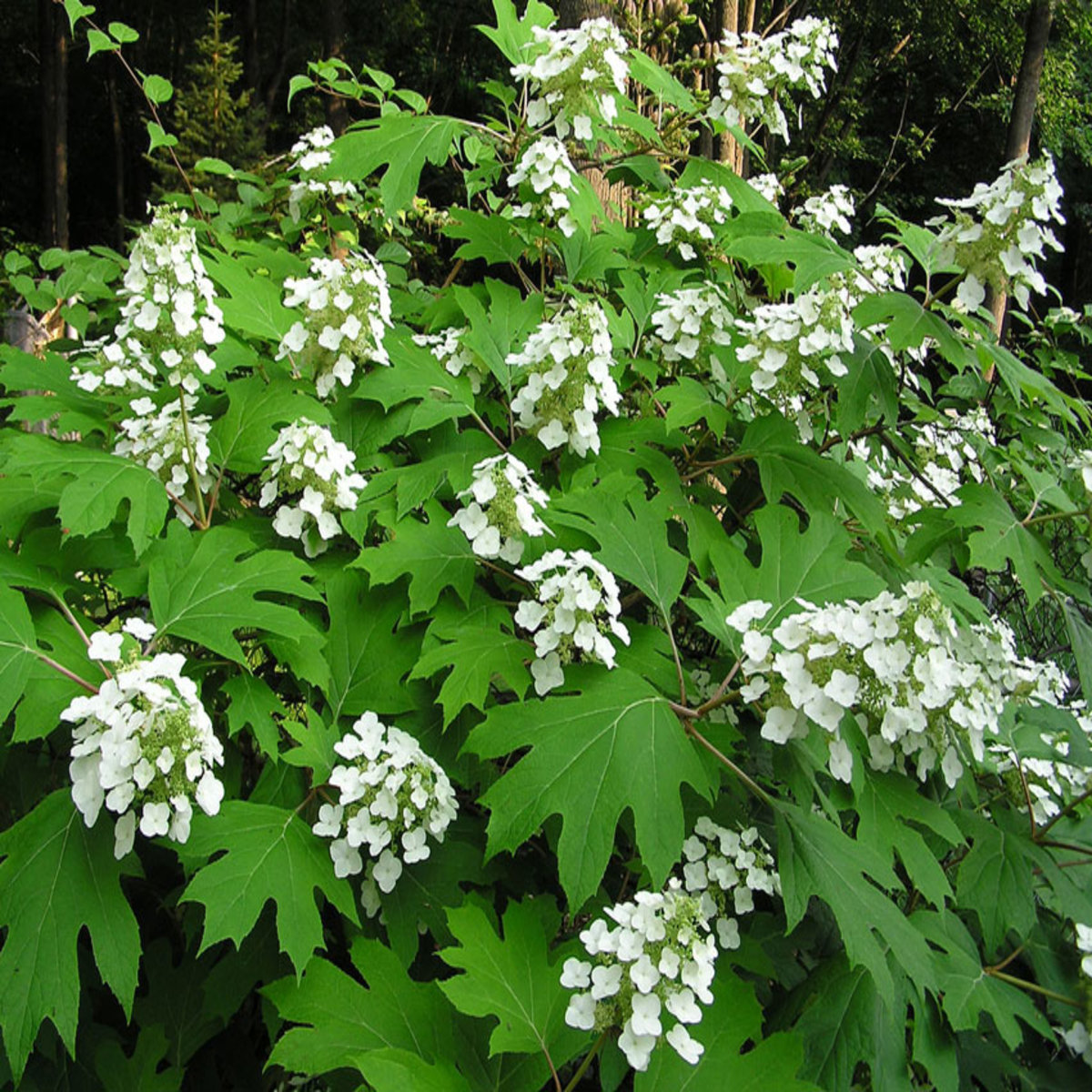 Hydrangea Quercifolia Pee Wee Oakleaf Hydrangea | SiteOne