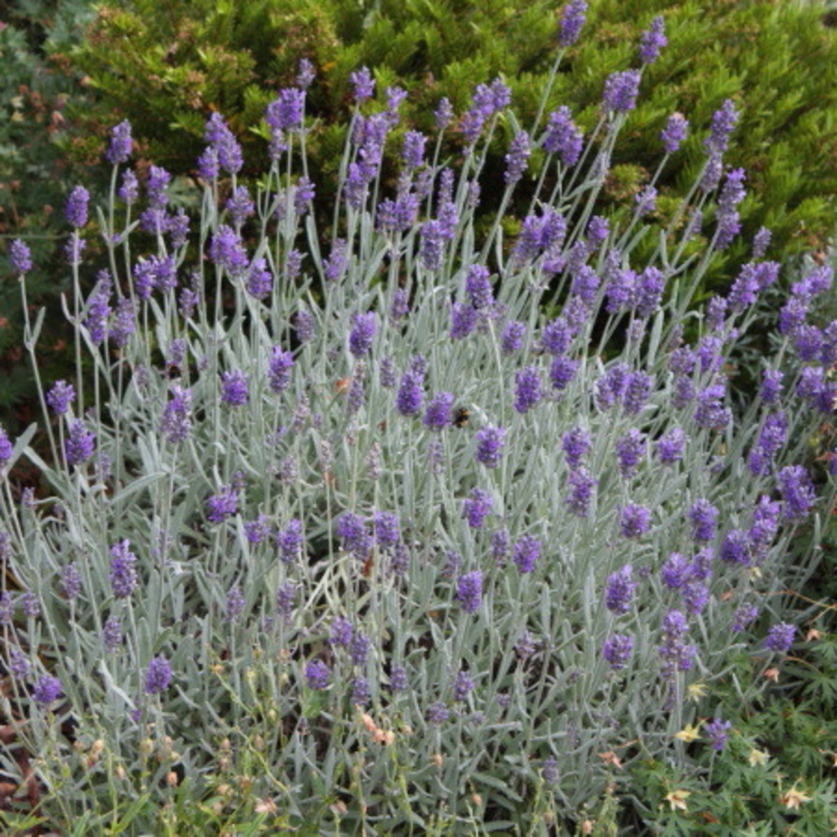 Lavandula Angustifolia Silver Mist English Lavender | SiteOne