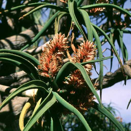 Aloe Bainesii Tree Aloe | SiteOne