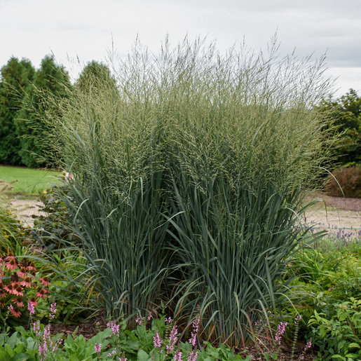 Panicum Virgatum Prairie Winds Totem Pole Switch Grass | SiteOne