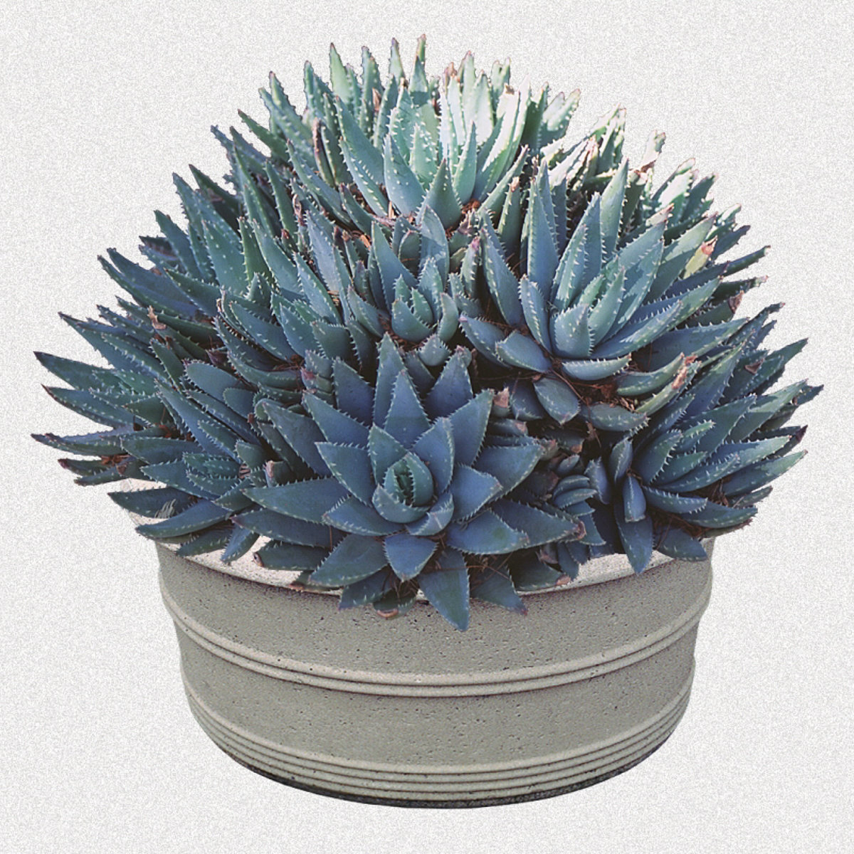 Aloe Brevifolia Short-Leaf Aloe | SiteOne