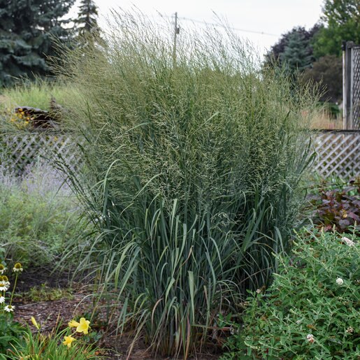 Panicum Virgatum Prairie Winds Totem Pole Switch Grass | SiteOne