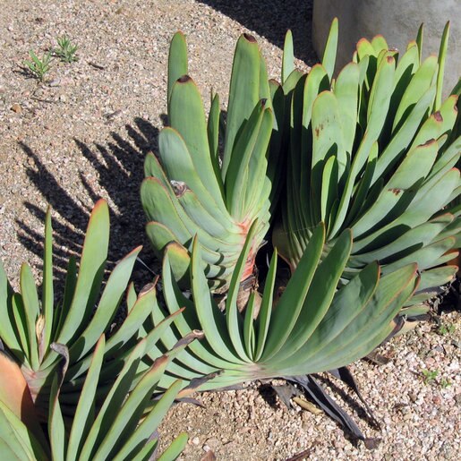 Aloe Plicatilis Fan Aloe | SiteOne