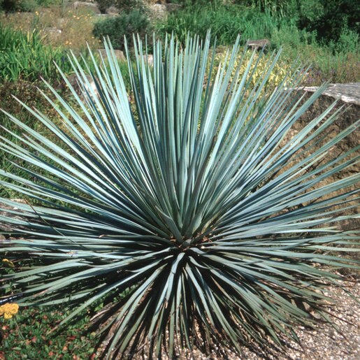 Yucca (Hesperoyucca) Whipplei Chaparral Yucca | SiteOne