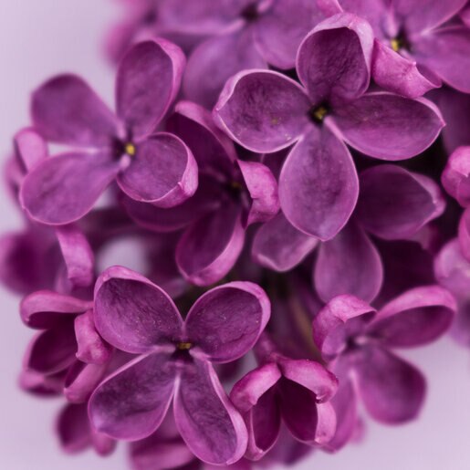 Syringa Vulgaris Monge Common Lilac | SiteOne