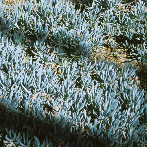 Senecio Serpens Blue Chalksticks | SiteOne