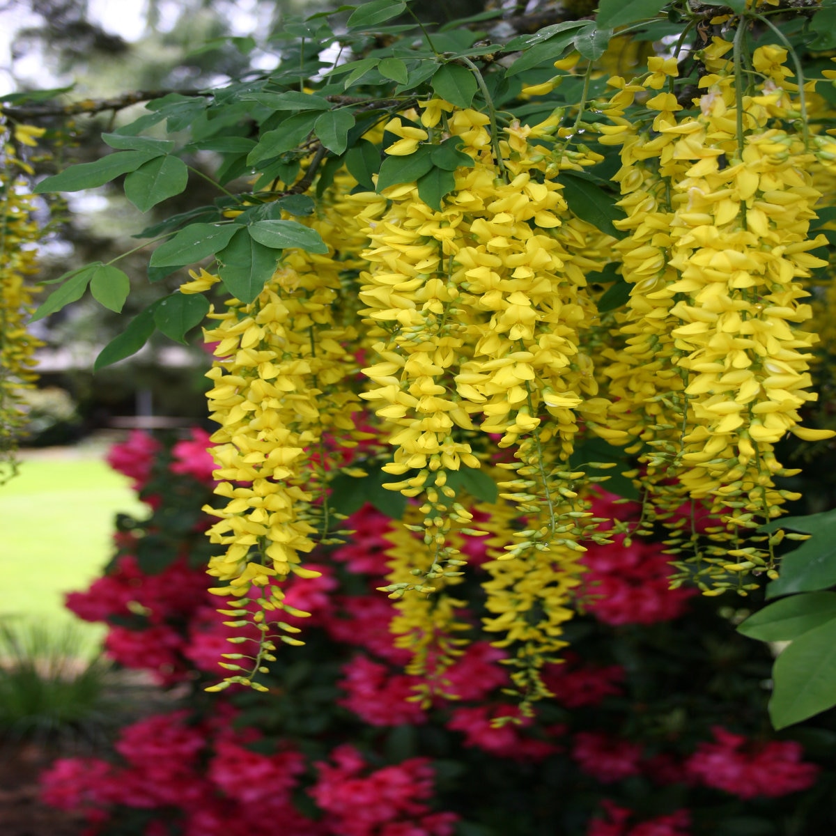 Laburnum X Watereri Vossi Golden Chain Tree | SiteOne