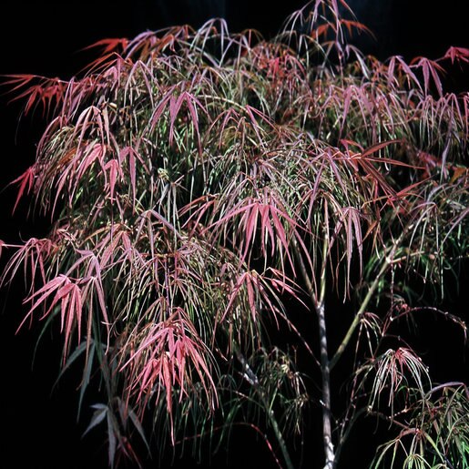 Acer Palmatum Red Spider Japanese Maple | SiteOne