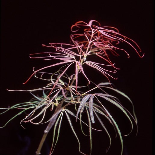 Acer Palmatum Red Spider Japanese Maple | SiteOne