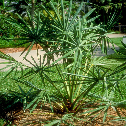 Copernicia Alba Caranday Wax Palm | SiteOne
