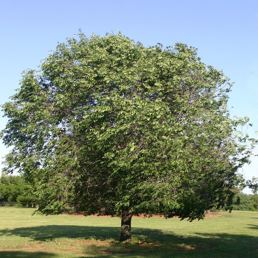 Ulmus X Homestead Elm | SiteOne