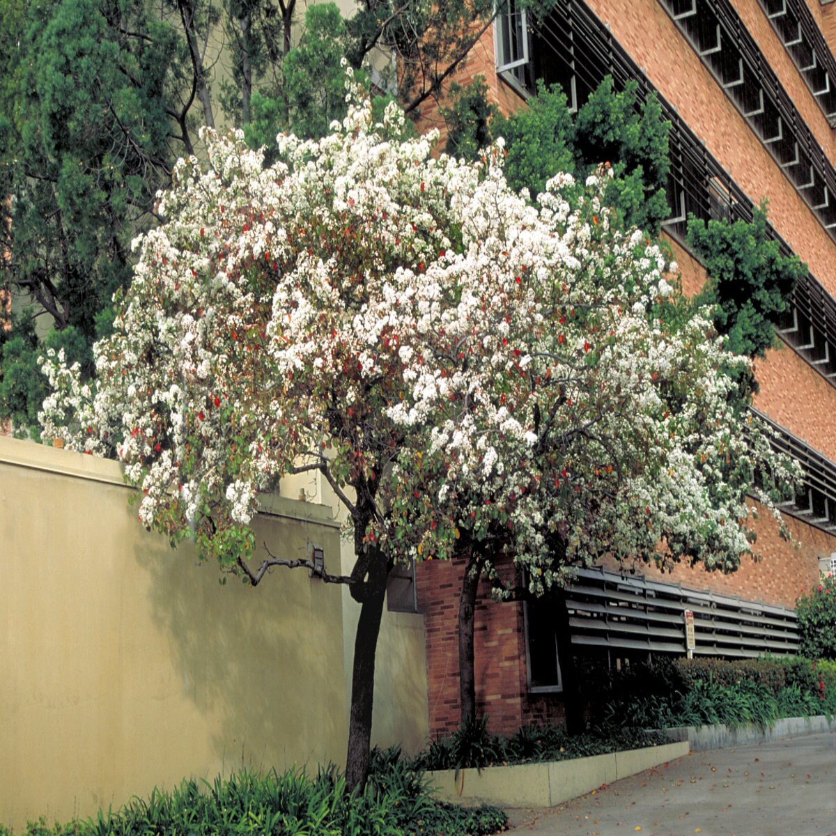 Pyrus Kawakamii Evergreen Pear | SiteOne