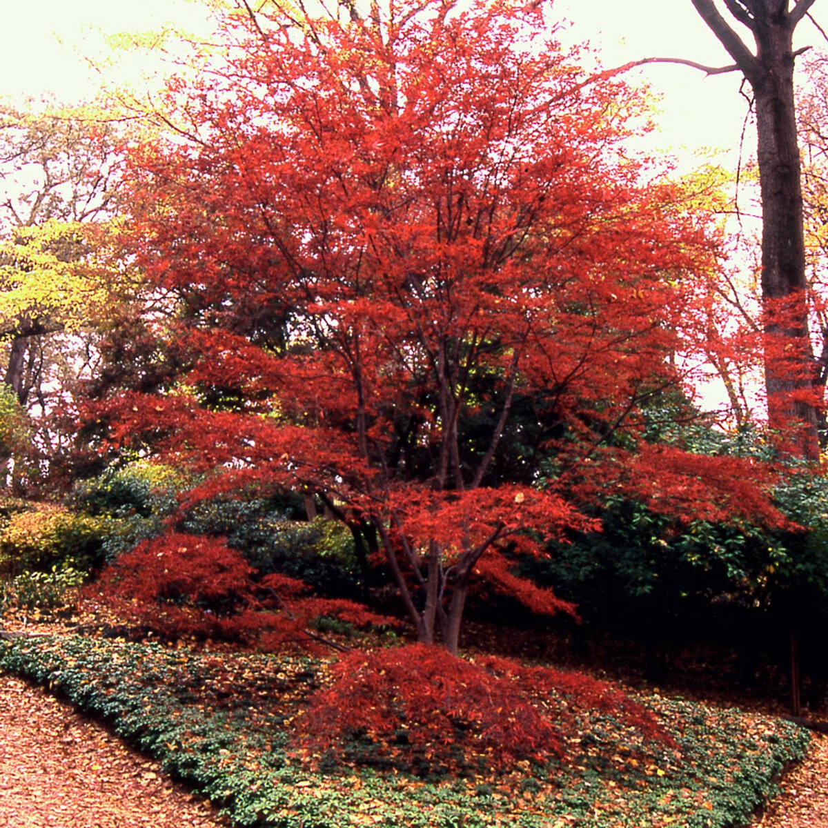 Acer Palmatum Atrolineare Ribbon Leaf Japanese Maple | SiteOne
