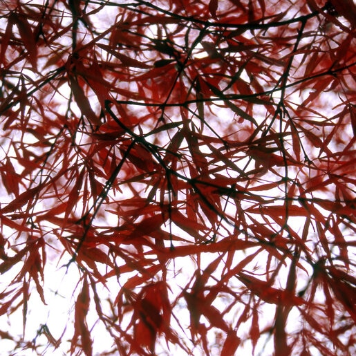 Acer Palmatum Atrolineare Ribbon Leaf Japanese Maple | SiteOne