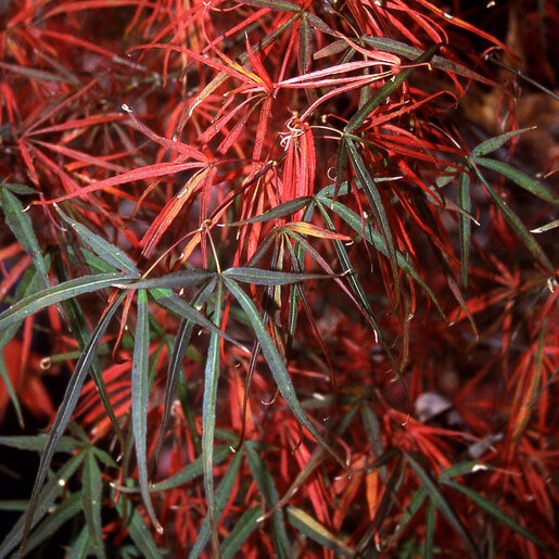 Acer Palmatum Atrolineare Ribbon Leaf Japanese Maple | SiteOne
