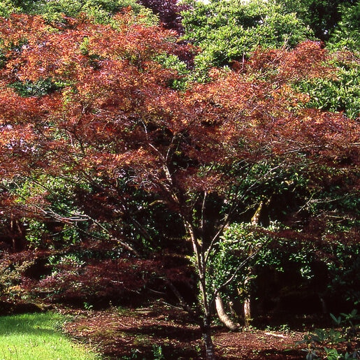 Acer Palmatum Atrolineare Ribbon Leaf Japanese Maple | SiteOne