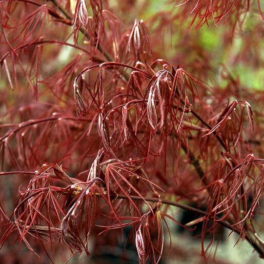 Acer Palmatum Atrolineare Ribbon Leaf Japanese Maple | SiteOne