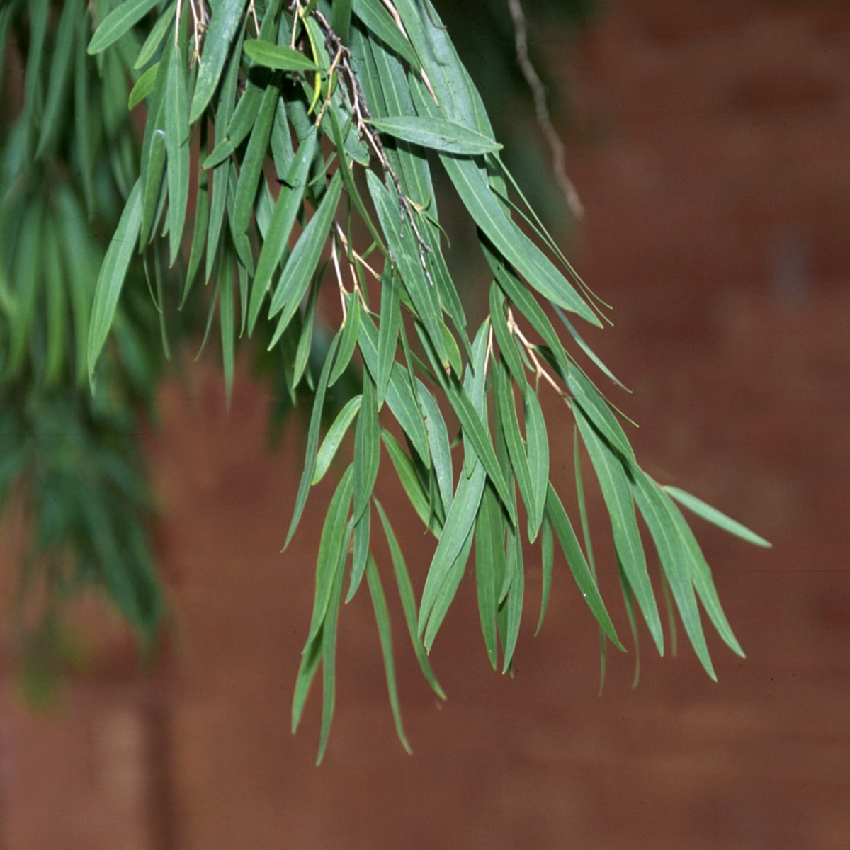 Agonis Flexuosa Sweet Willow Myrtle | SiteOne