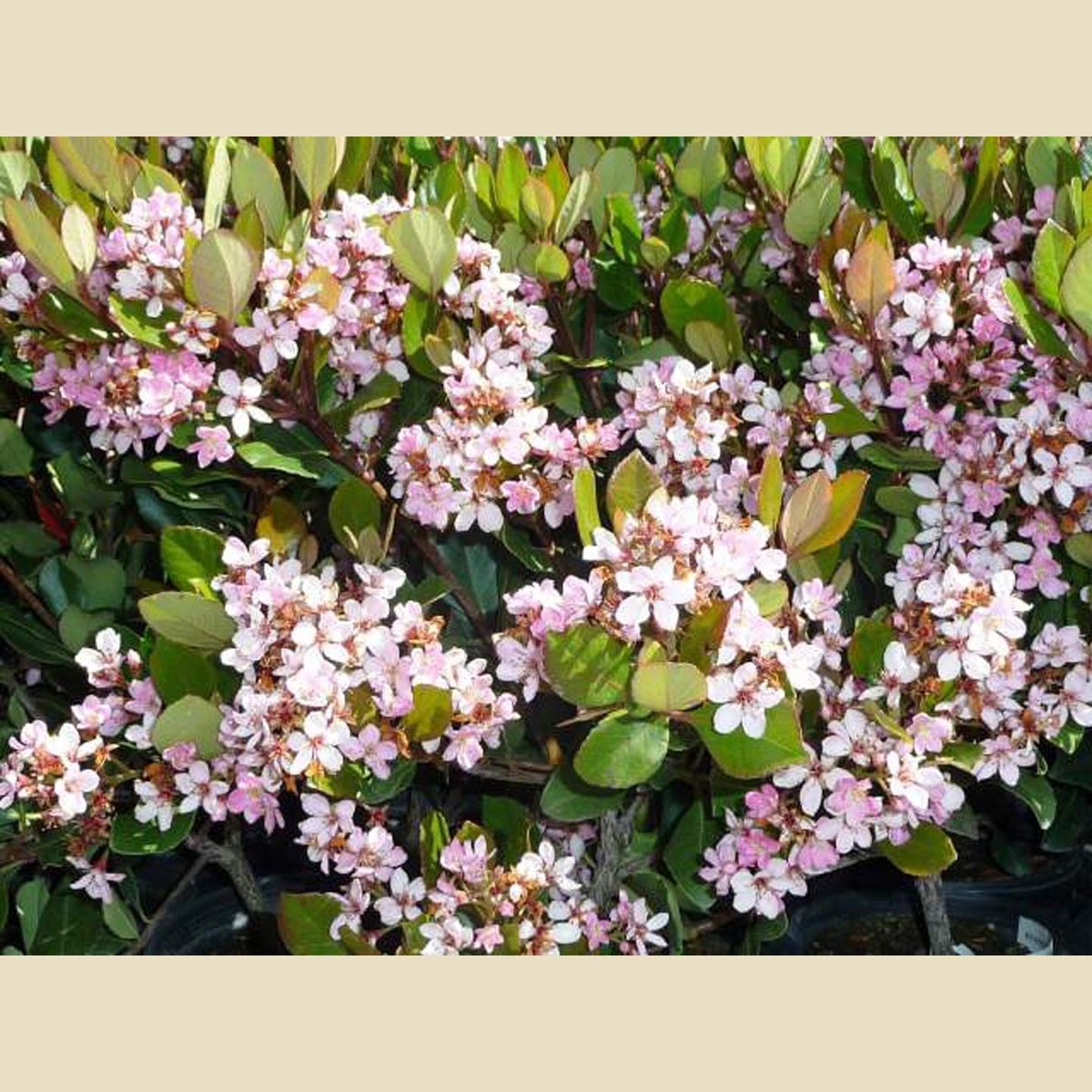 Rhaphiolepis Indica Pink Lady Indian Hawthorn | SiteOne