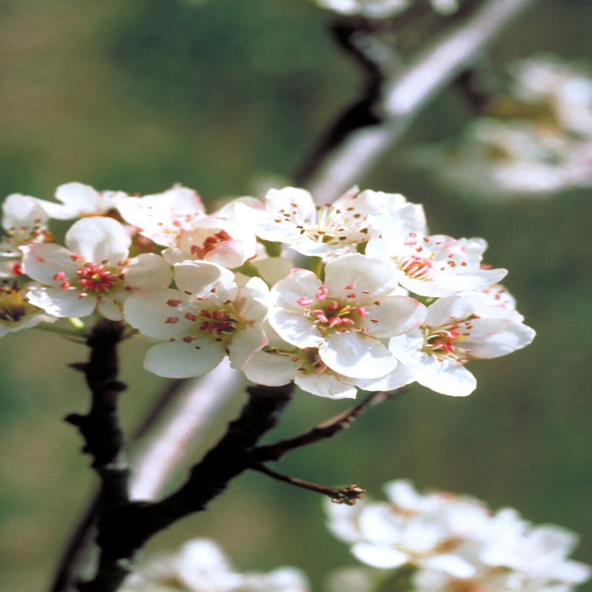 Pyrus Calleryana Flowering Pear | SiteOne