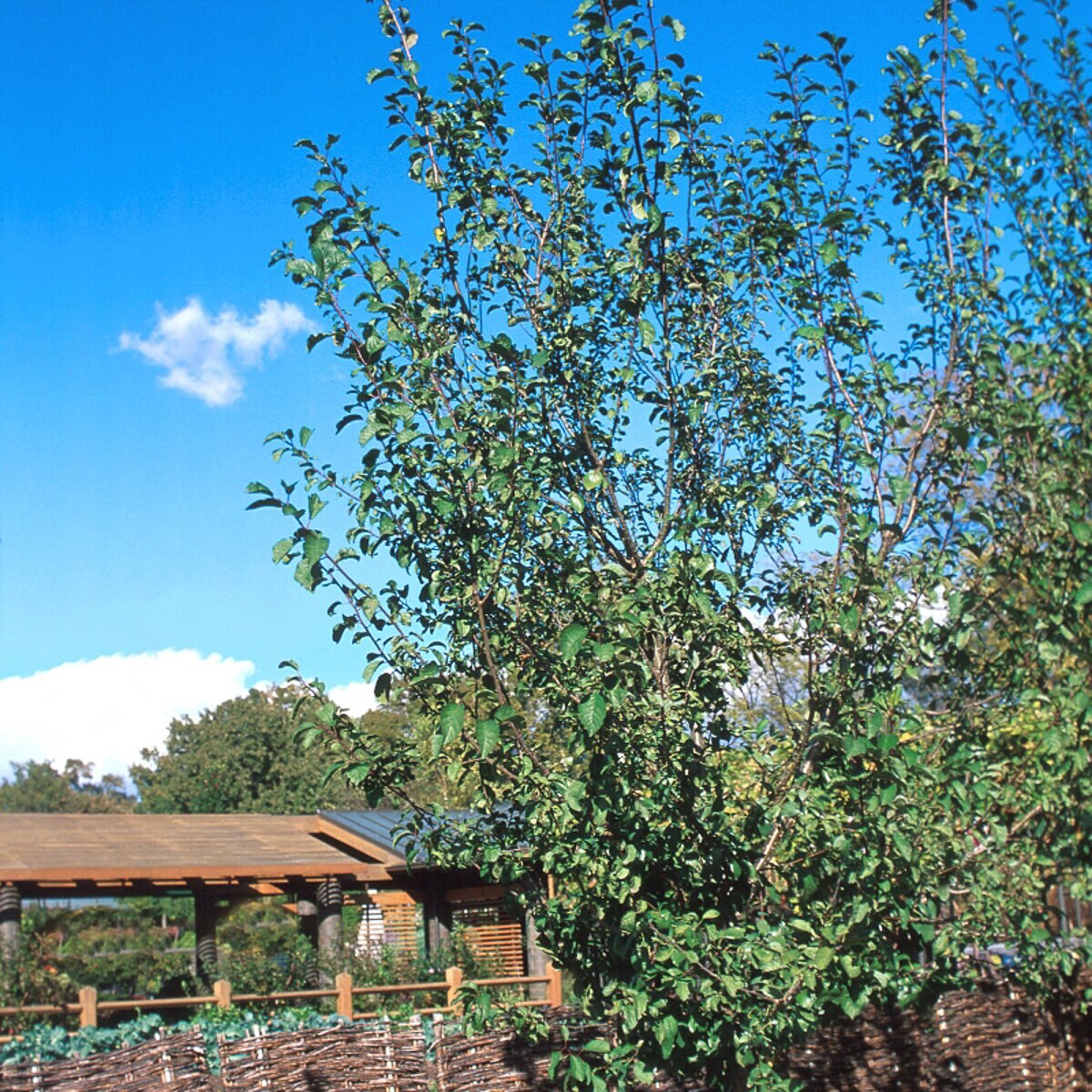 Prunus X Stanley Plum | SiteOne