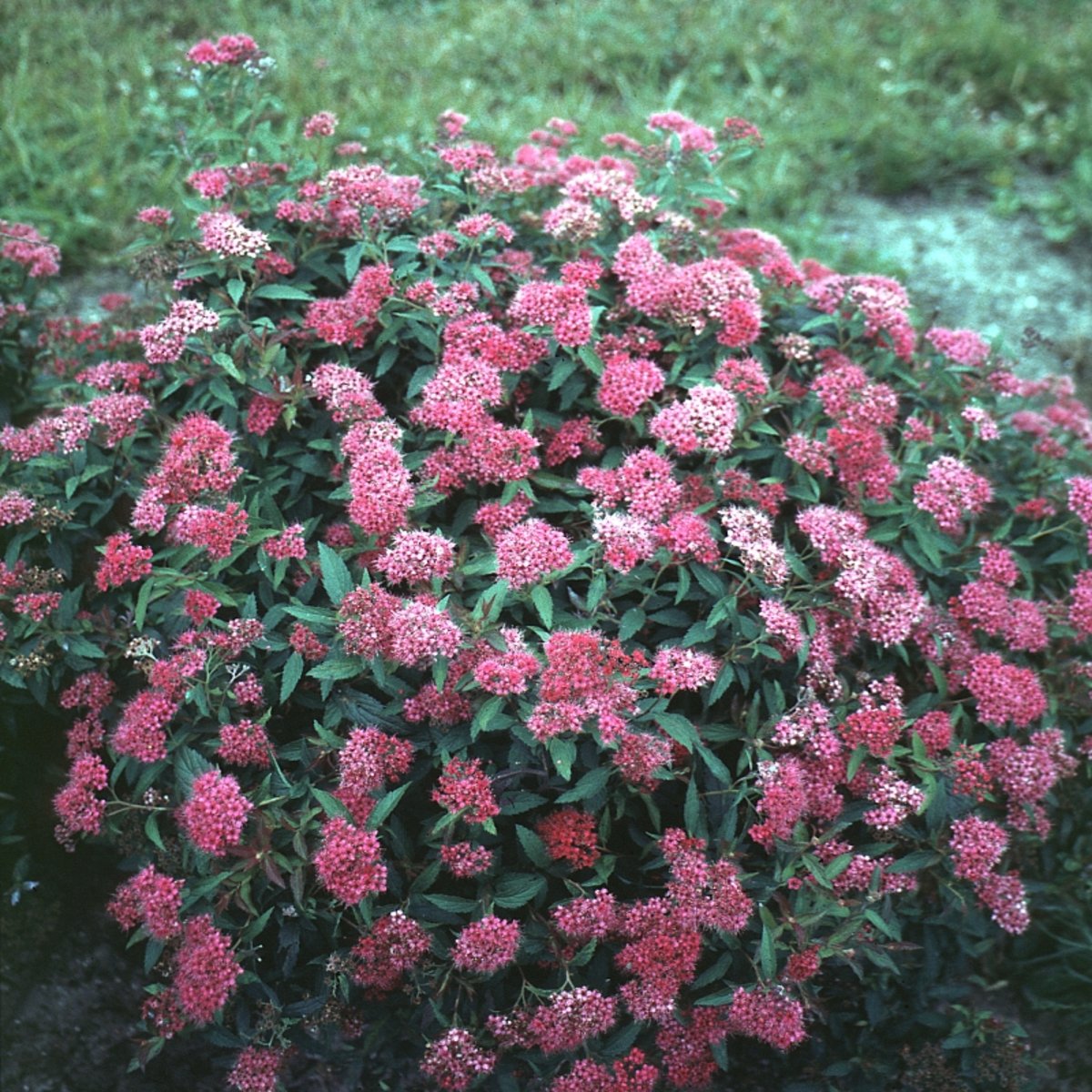 Spiraea Japonica Neon Flash Spirea | SiteOne
