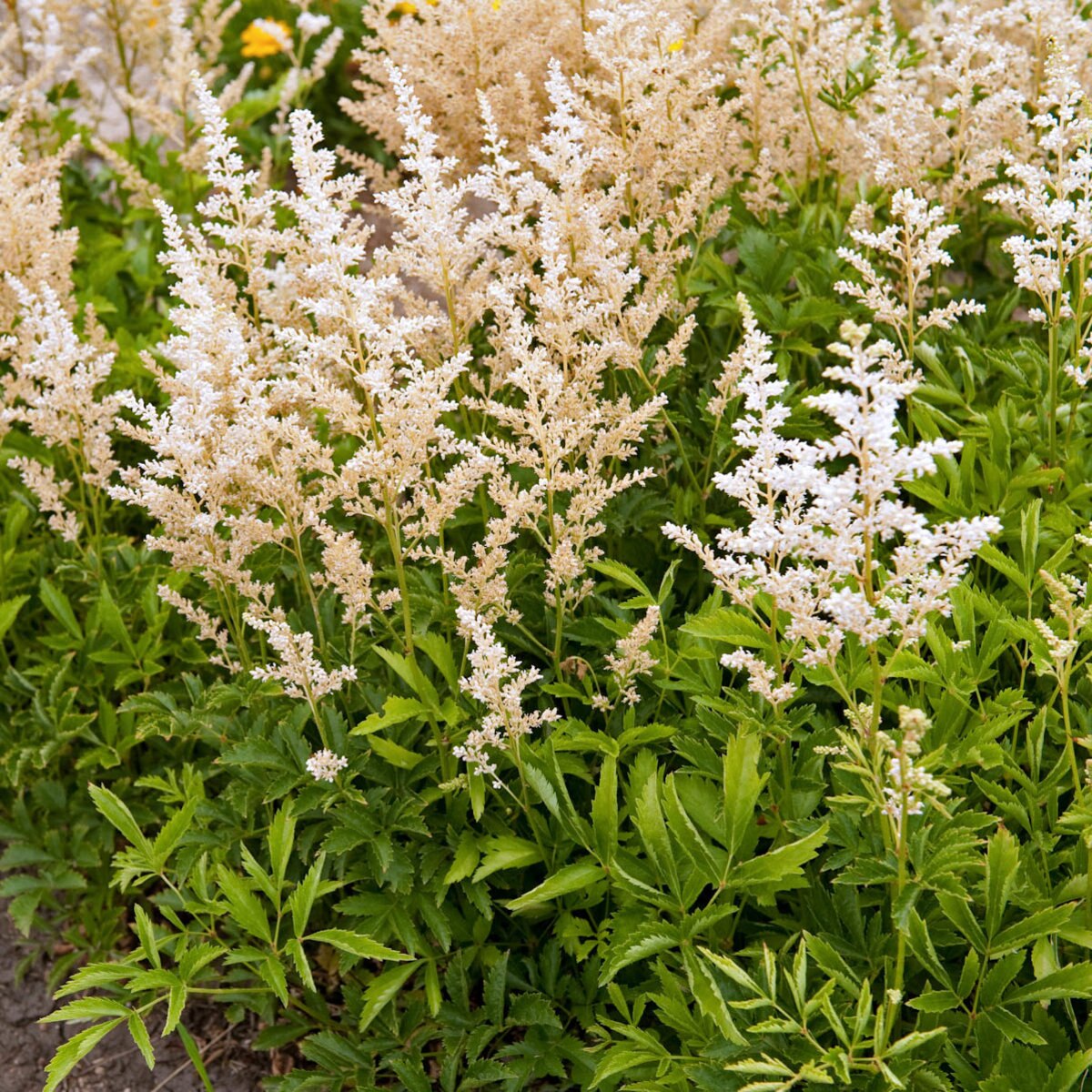 Astilbe X Arendsii Snowdrift Astilbe | SiteOne