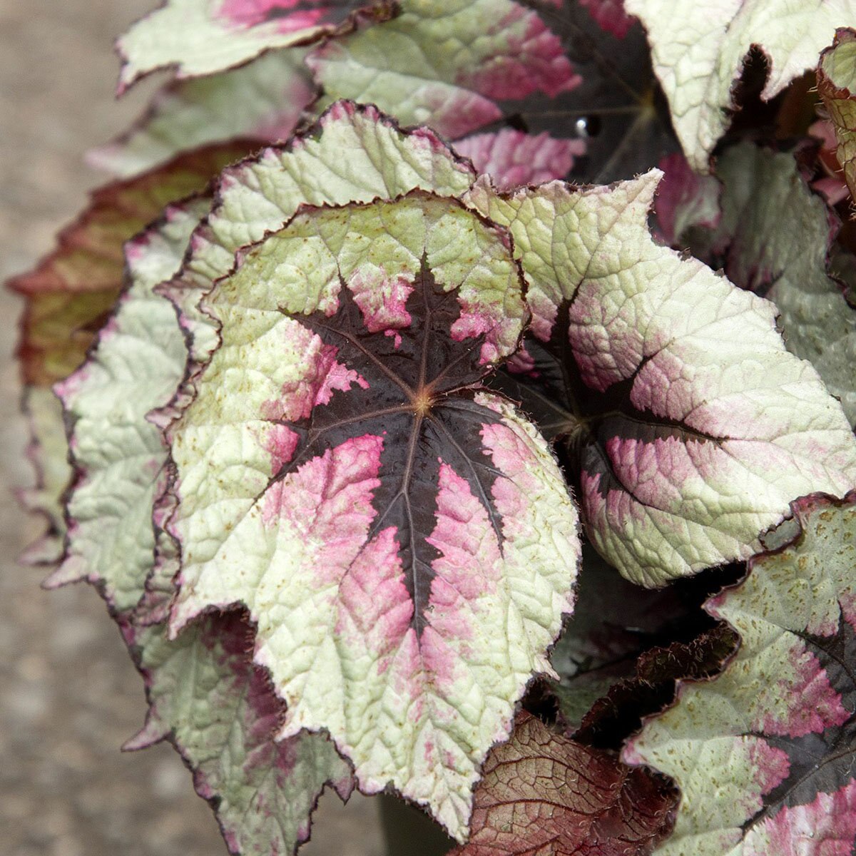 Begonia T Rex First Blush Rex Begonia | SiteOne