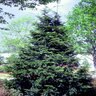 Taxus Cuspidata Capitata Japanese Yew | SiteOne