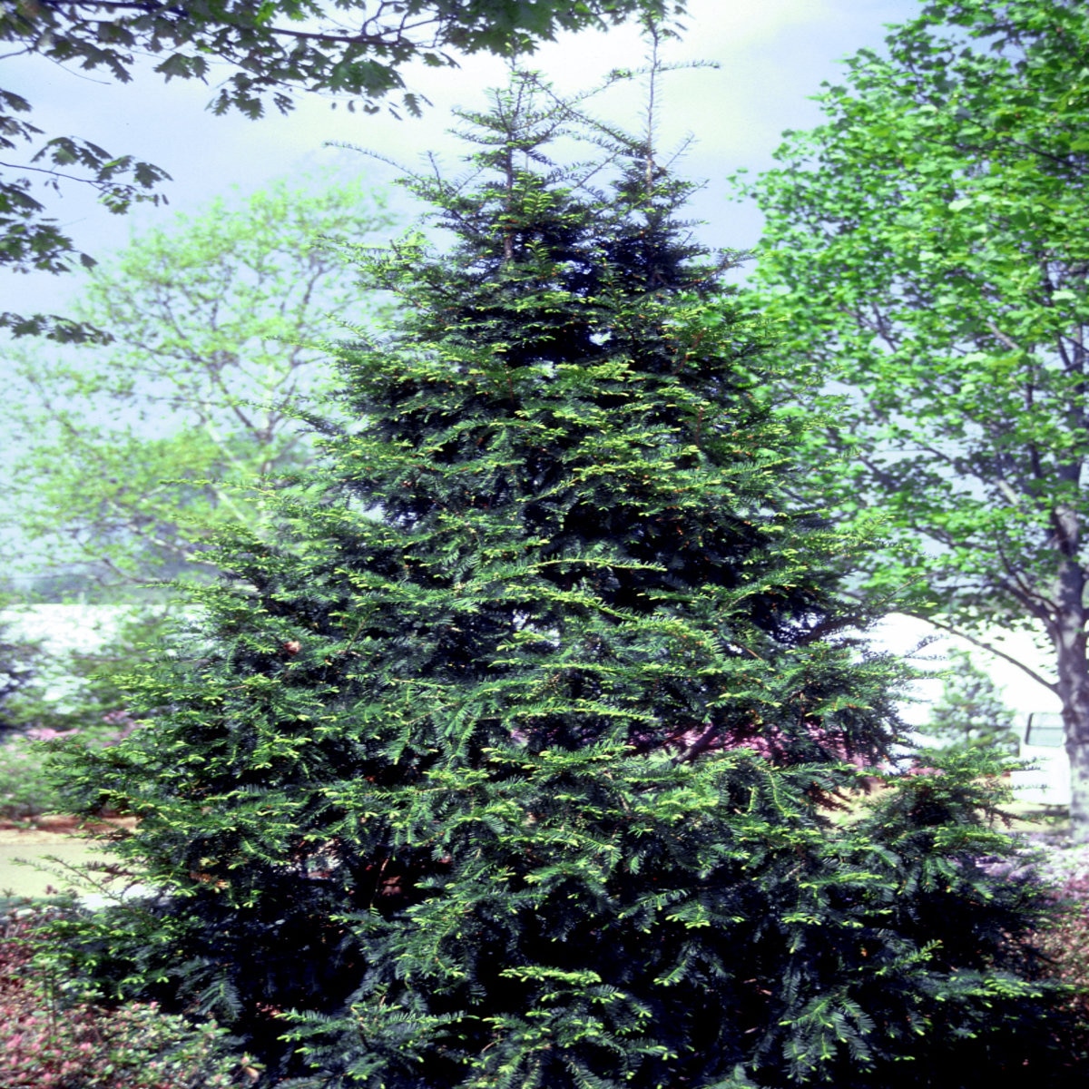 Taxus Cuspidata Capitata Japanese Yew | SiteOne