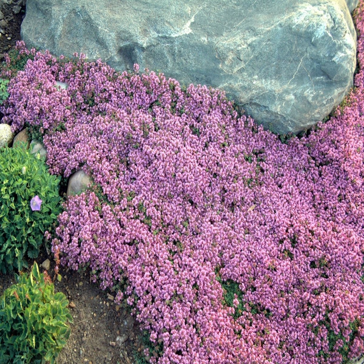 Thymus Praecox Coccineus Red Creeping Thyme | SiteOne