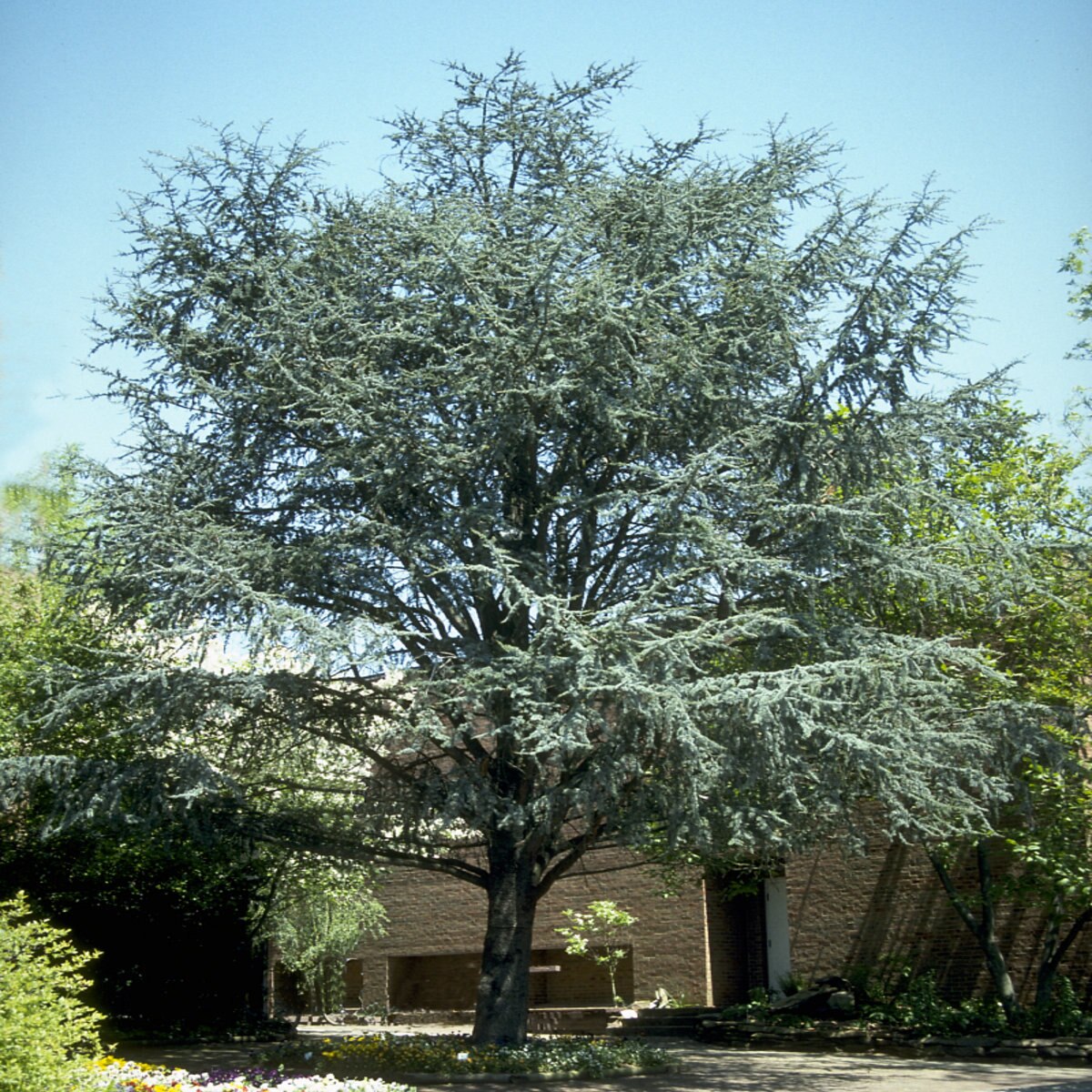 Cedrus Atlantica Glauca Blue Atlas Cedar | SiteOne