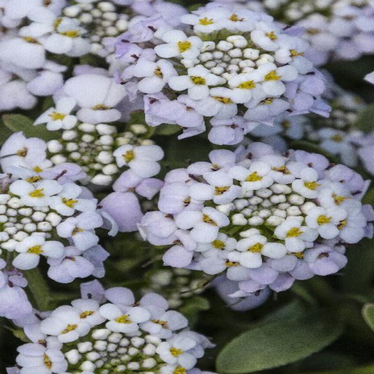 Iberis Sempervirens First Flush Lavender Candytuft | SiteOne