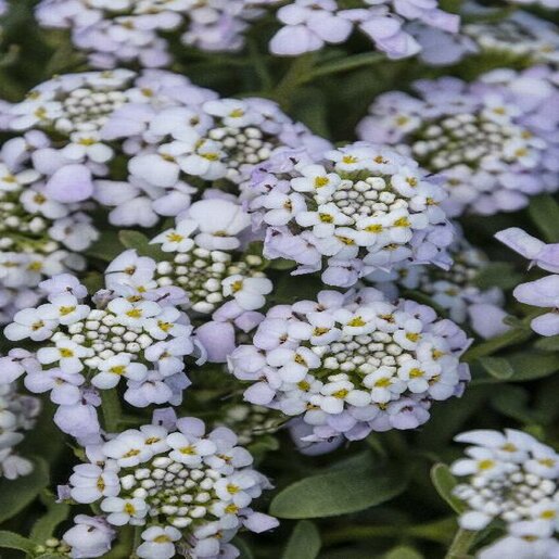 Iberis Sempervirens First Flush Lavender Candytuft | SiteOne